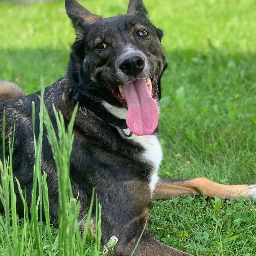 Взрослая собака в добрые руки