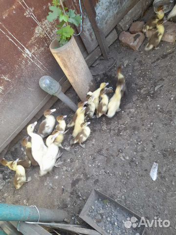 Индоутка мускусная утка