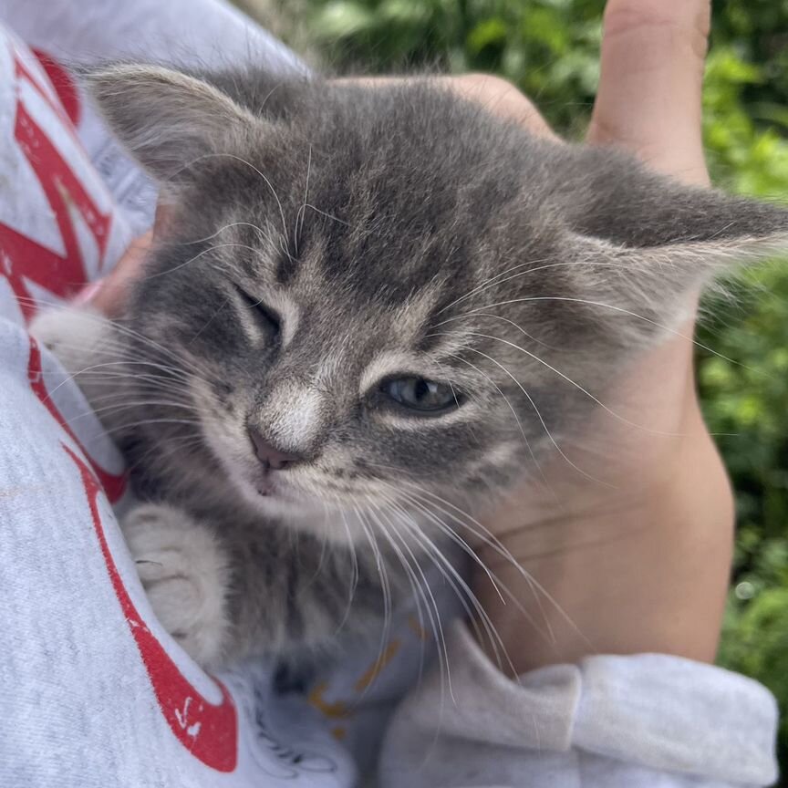 Котята в добрые руки бесплатно