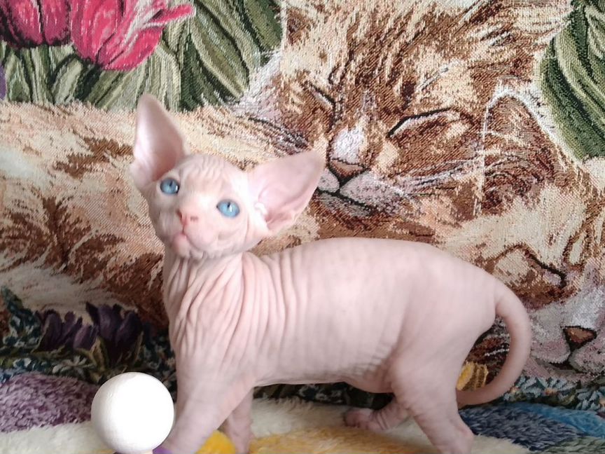 Канадский сфинкс котенок