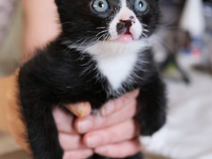 Кошки в добрые руки