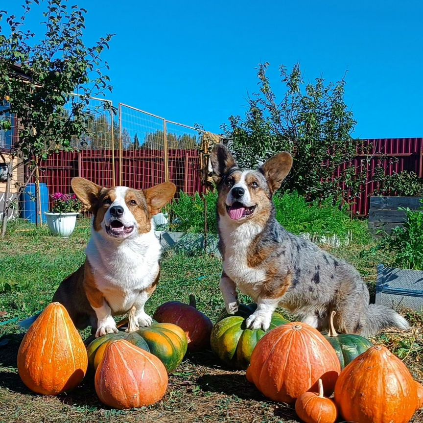 Вельш корги кардиган. Женихи. Вязка. Щенки