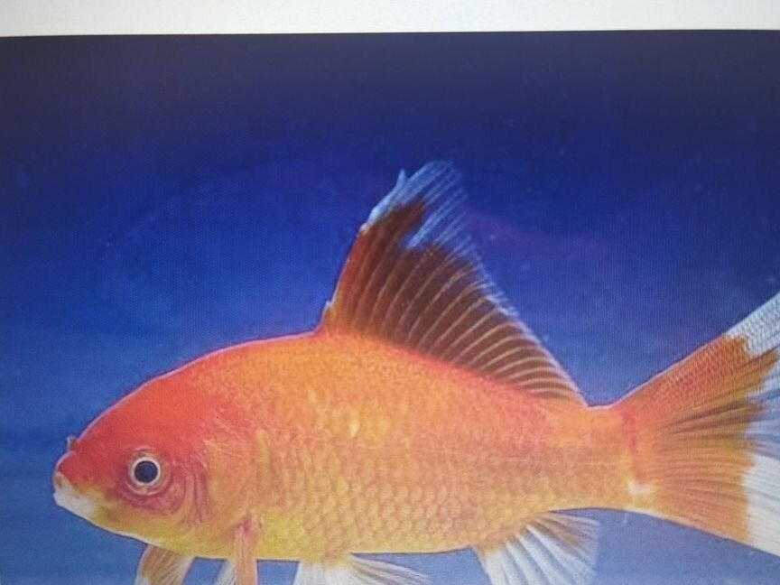 Рыба комета