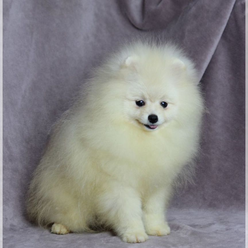 Померанский шпиц, щенок