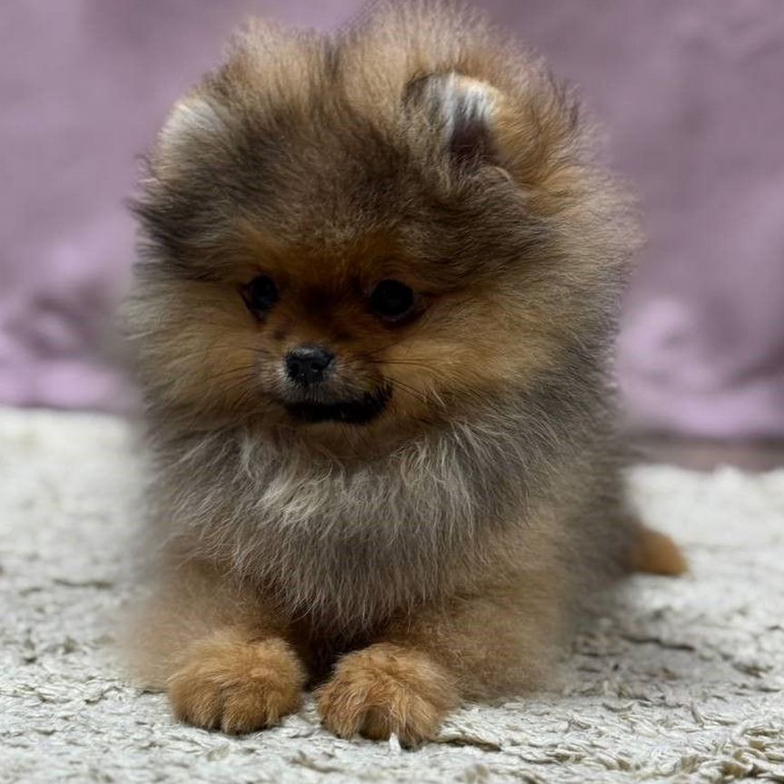 Щенок Померанский шпиц мальчик