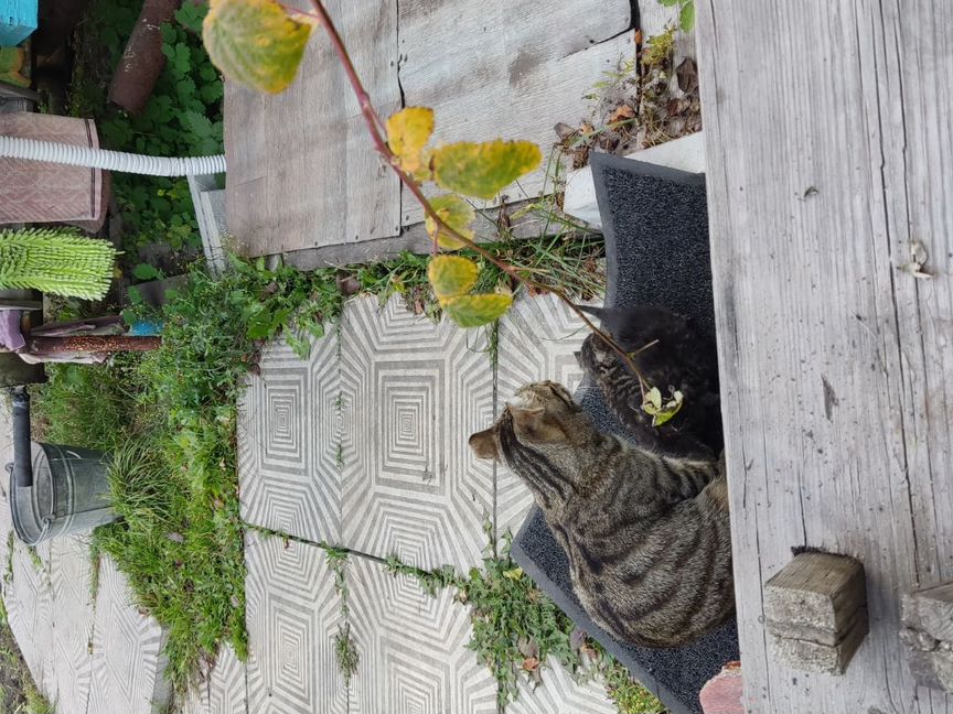 Кошка в дар бесплатно,котята,возраст 1,месяц