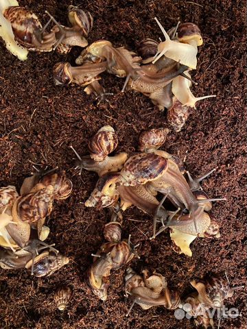 Улитки ахатины бесплатно