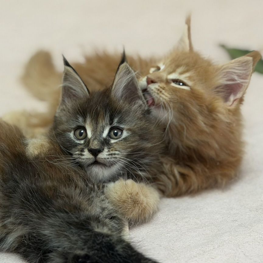 Мейн-кун котёнок