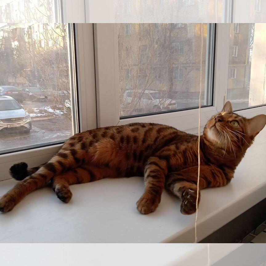 Продам активного бенгала