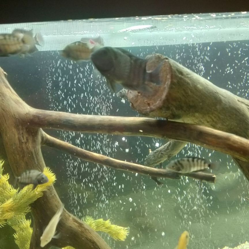 Цыхлозома чернополосая