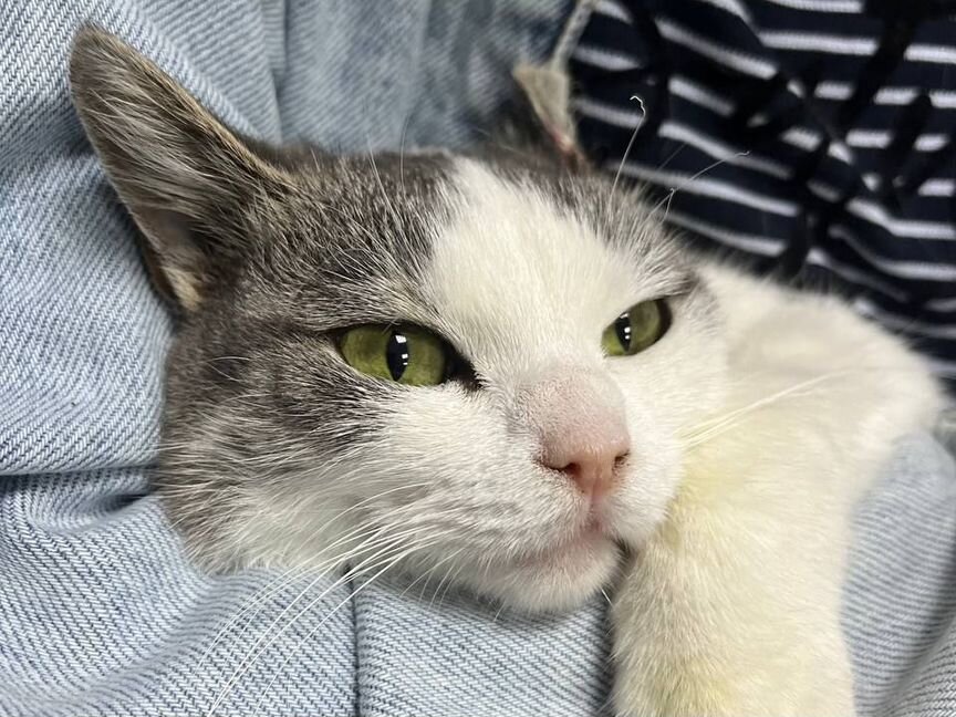 Кошка в добрые руки