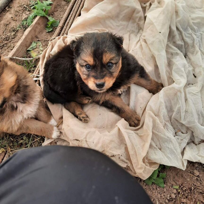 Отдам бесплатно животные