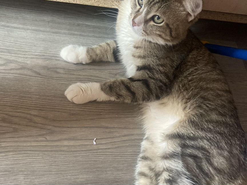 Кот в добрые руки