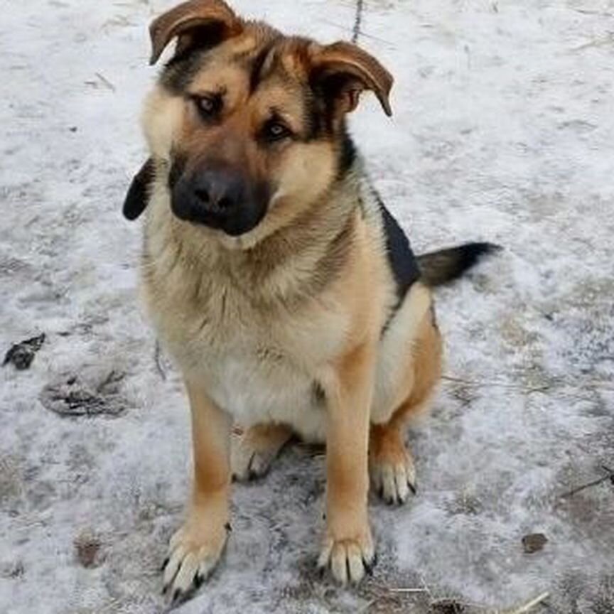 Немецкая овчарка, щенок