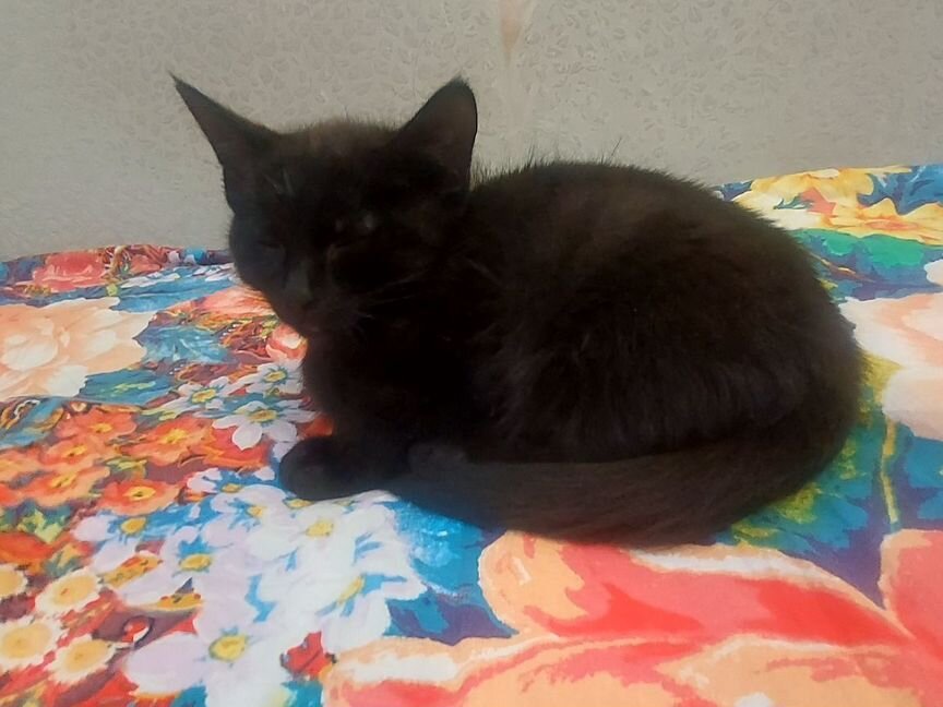 Черный котенок в добрые руки