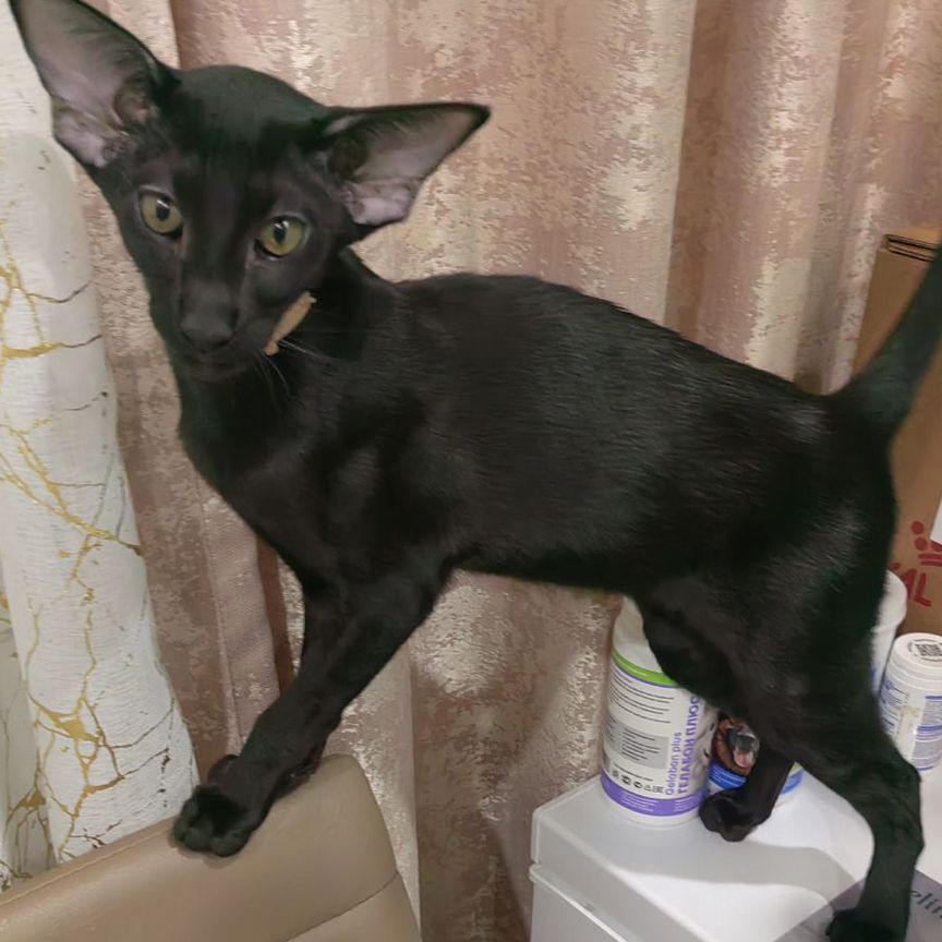 Ориентальный котёнок