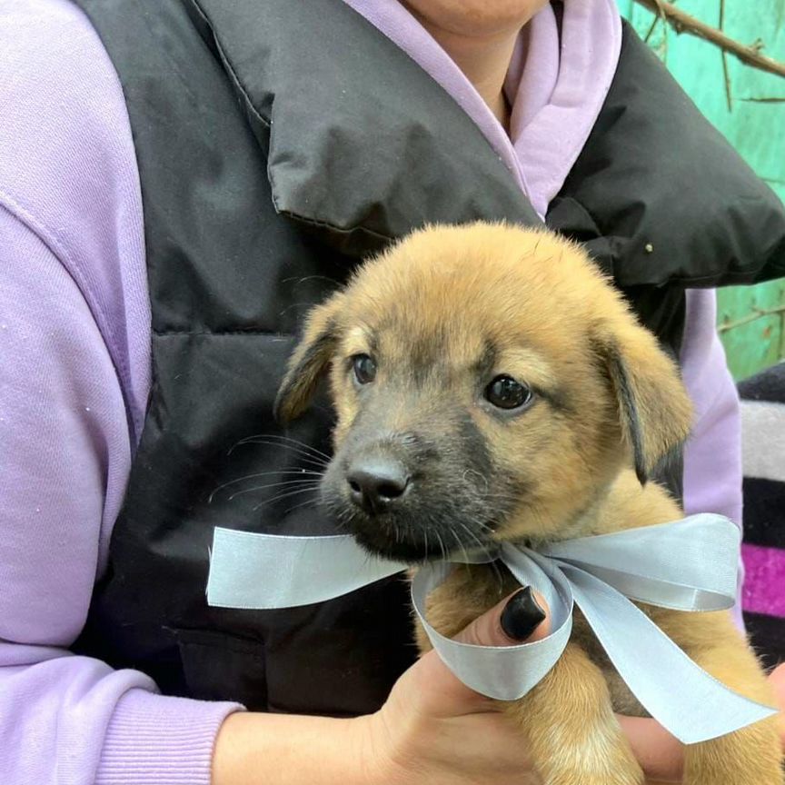 Мия кремовая девочка в дар