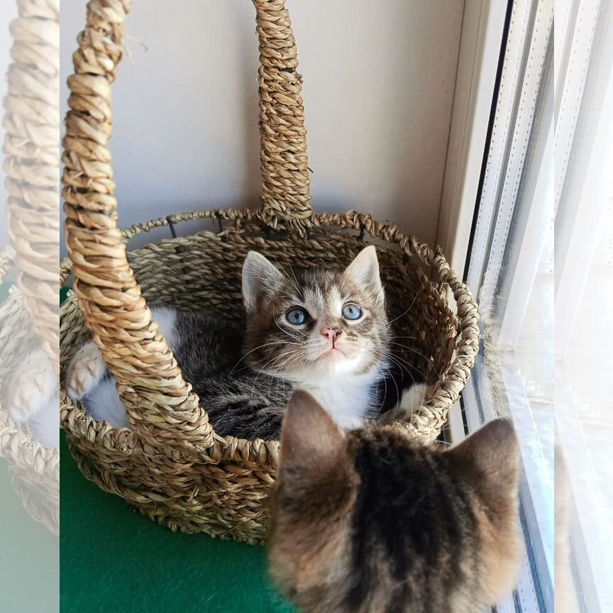Котята мальчики ищут дом