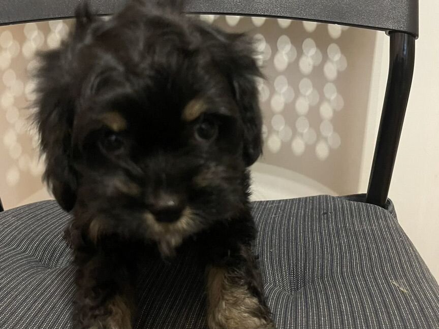 Мальчик дете любви