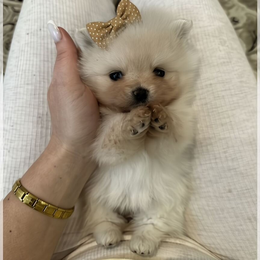 Померанский шпиц, щенок