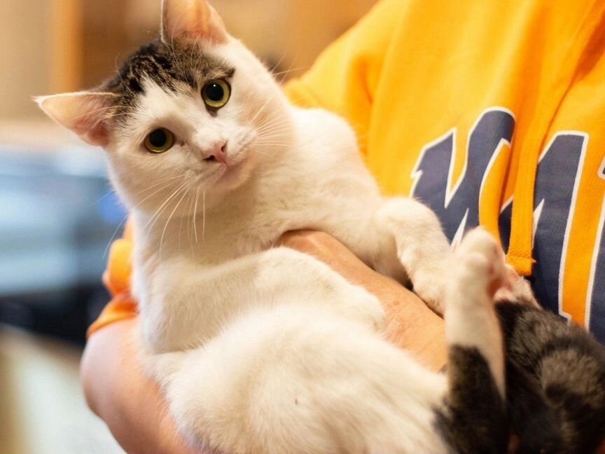 Марта ищет дом