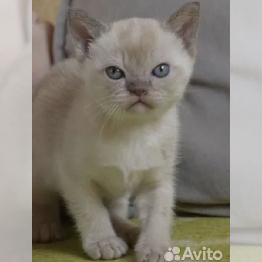 Европейский бурманский котёнок