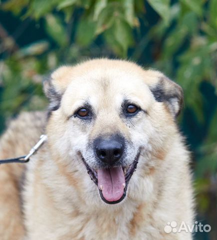 Милаха Бася хочет домой