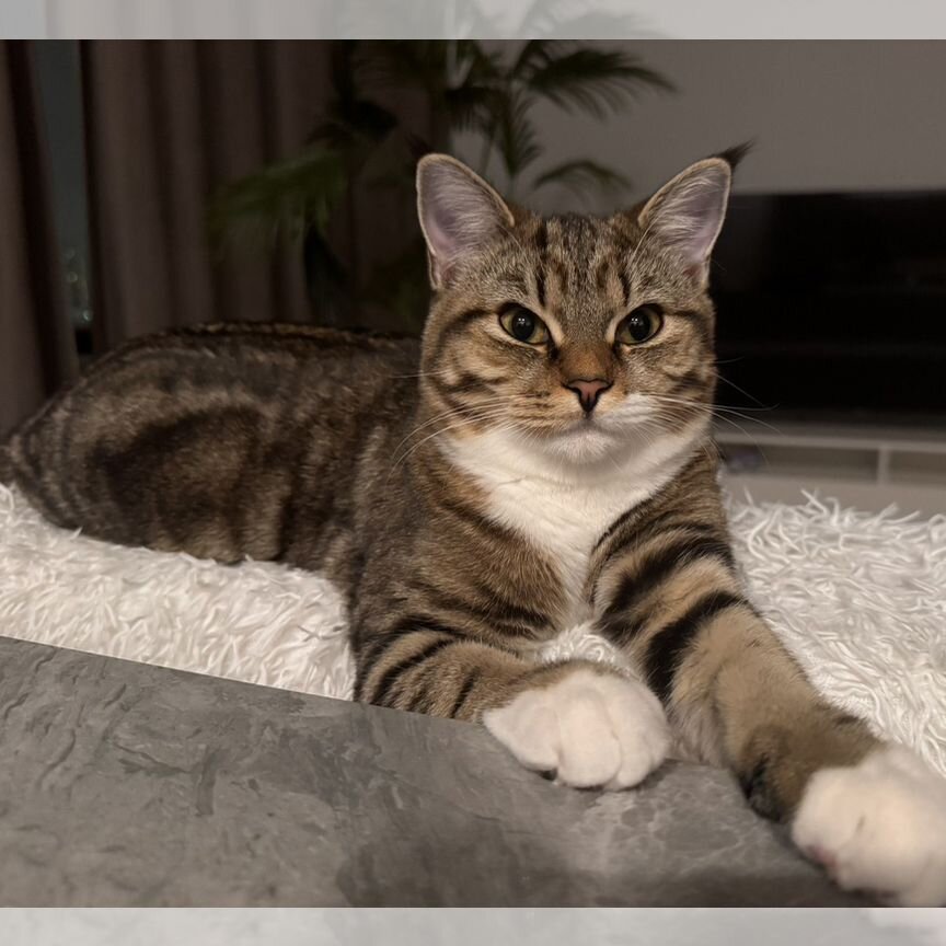 Взрослая, Девочка кошка в добрые руки