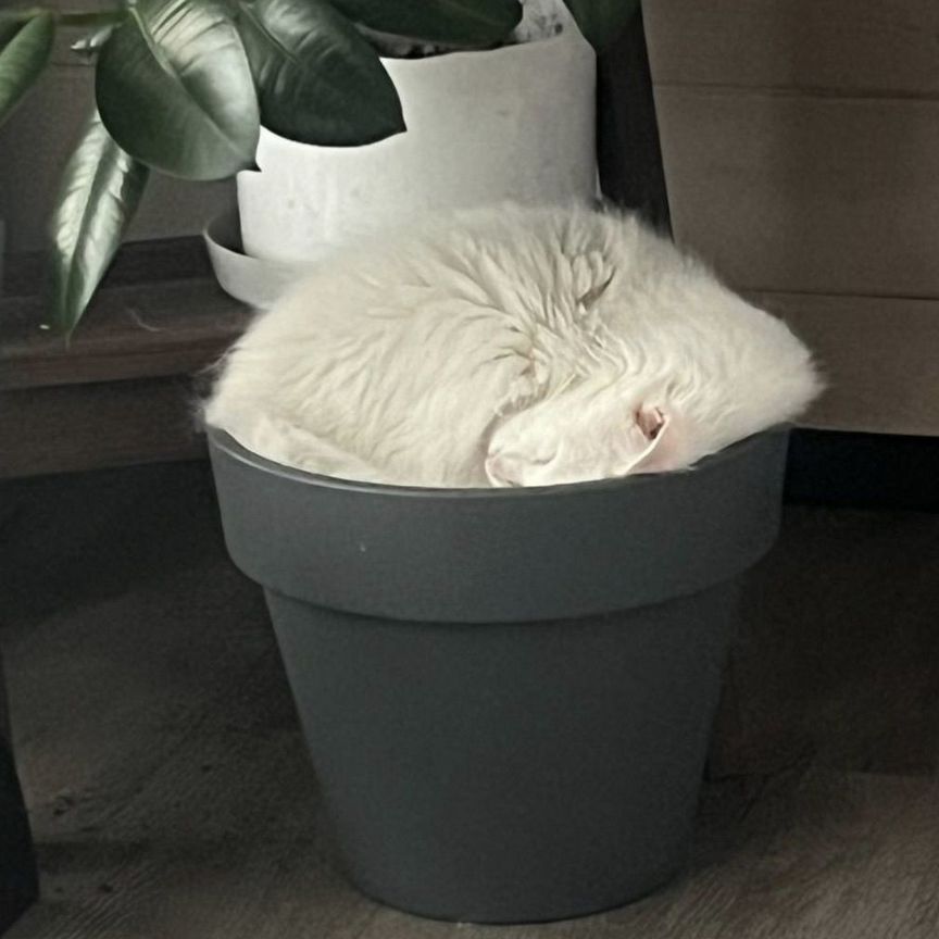 Взрослый кот в добрые руки