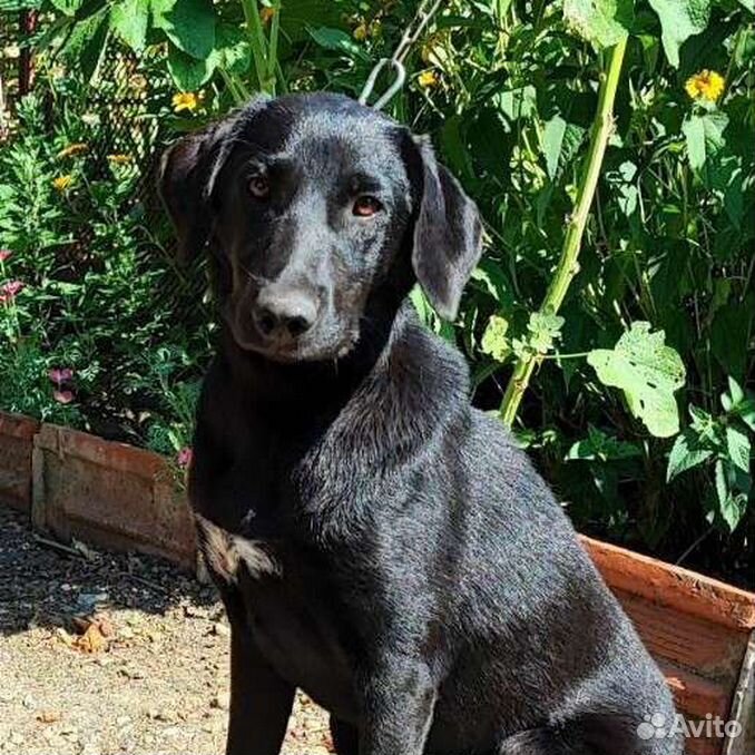 Метис курцхара