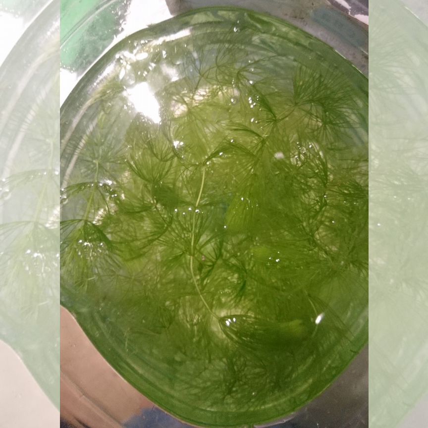 Аквариумное растение