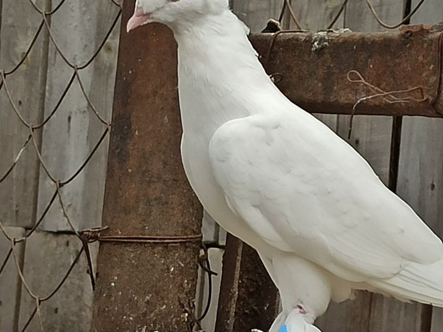 Голубь турецкие такла продажа