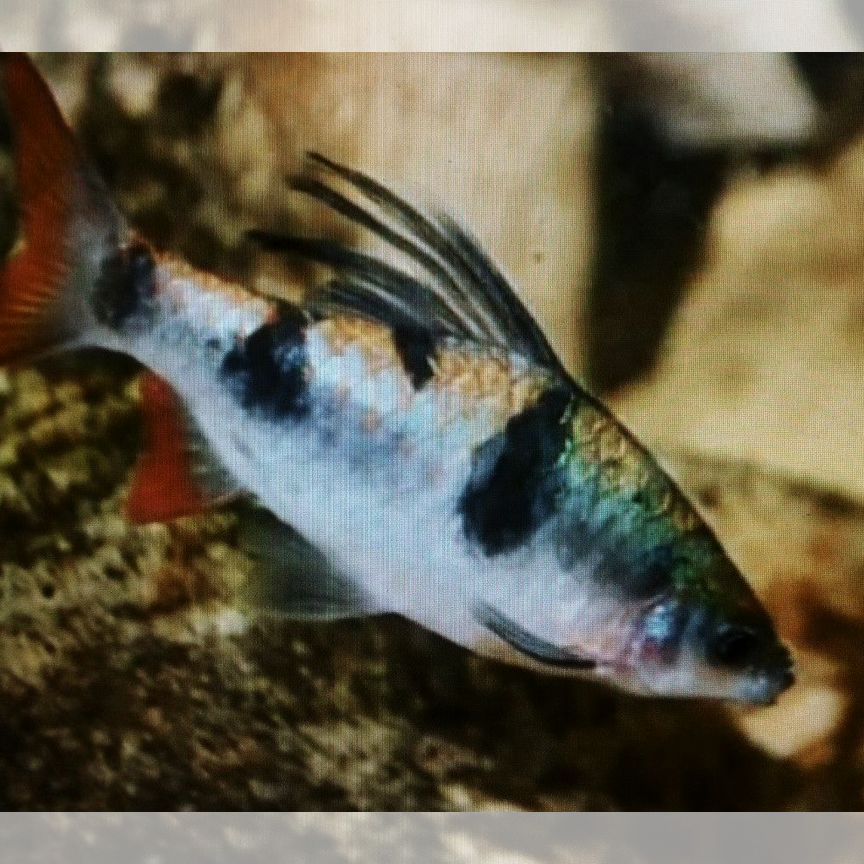 Аквариумные гидробионты