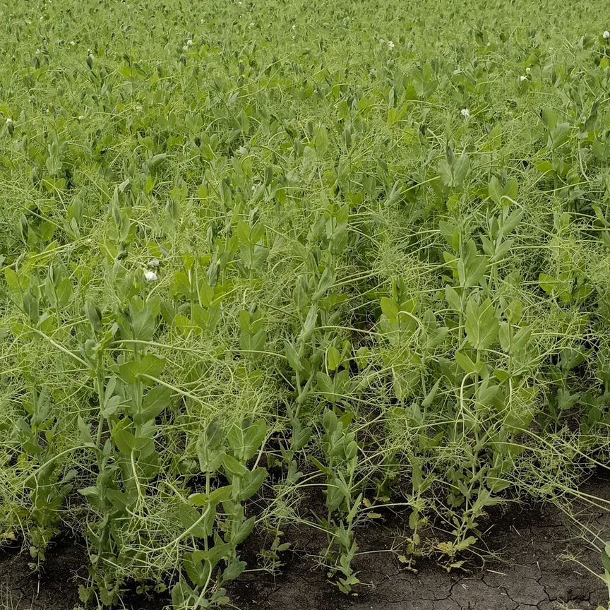 Семена зерновых и зернобобовых культур