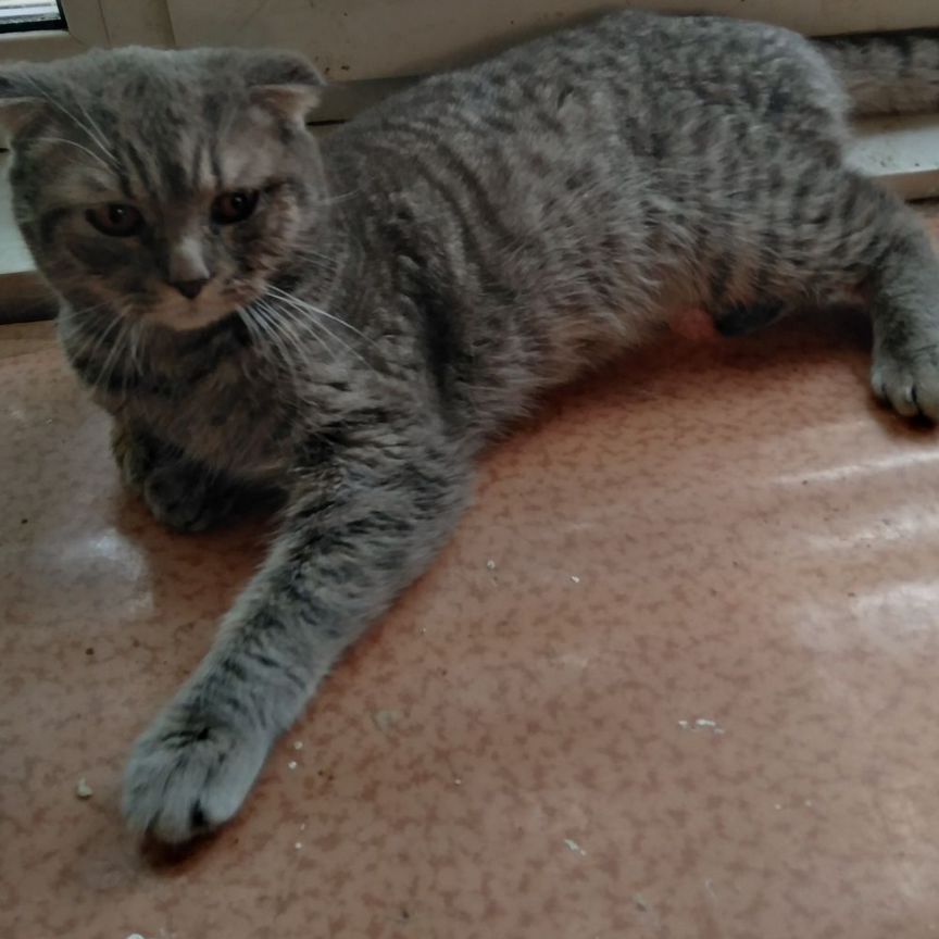 Найден вислоухий кот, чей