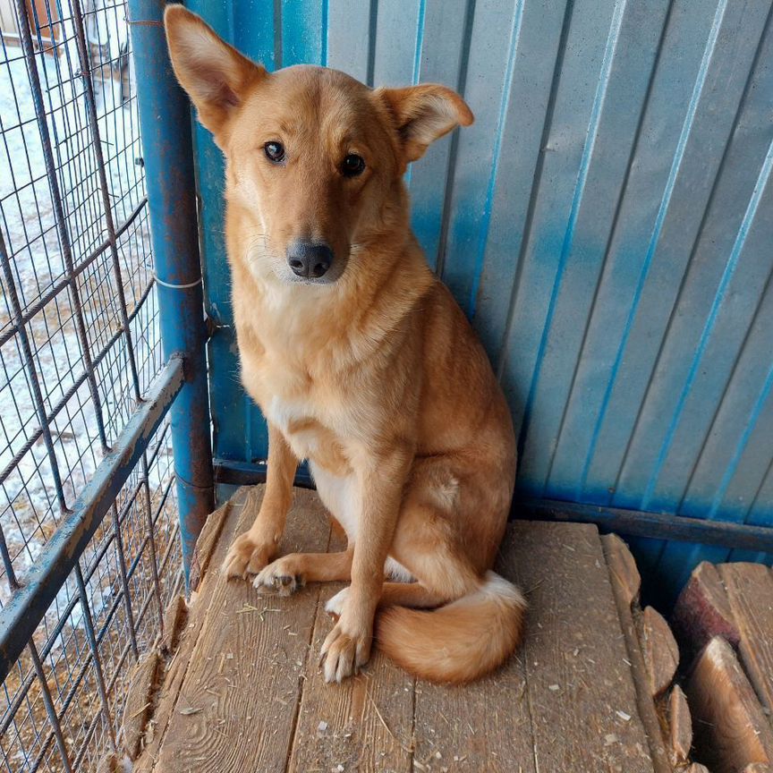 Одинокий рыжик