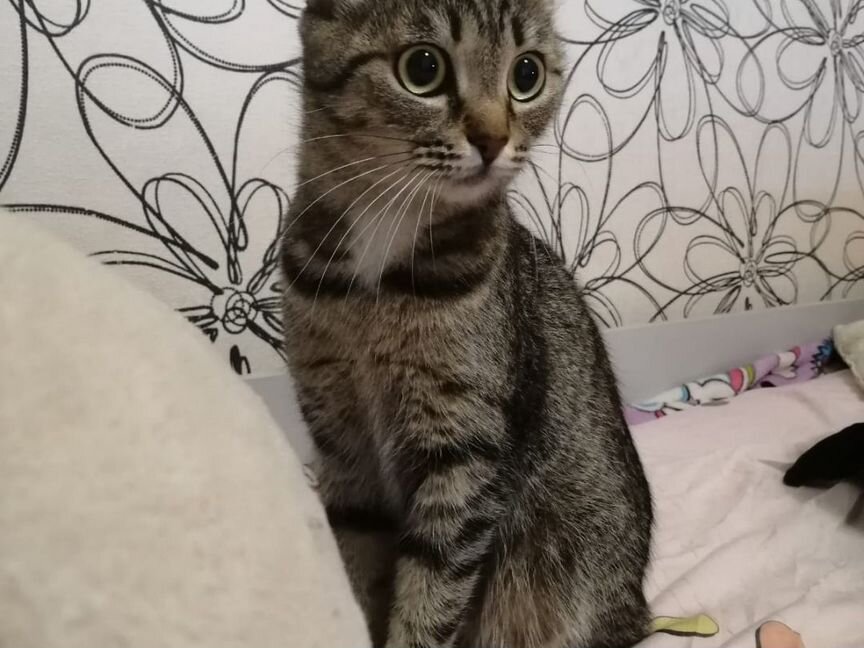 Серая кошка