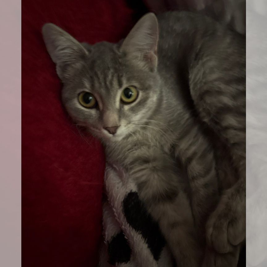 Ориентальный котёнок