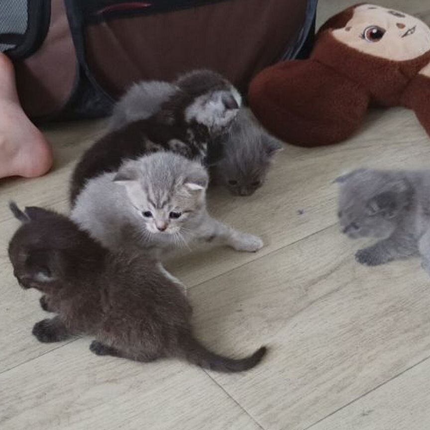 Шотландский вислоухий короткошёрстный котёнок