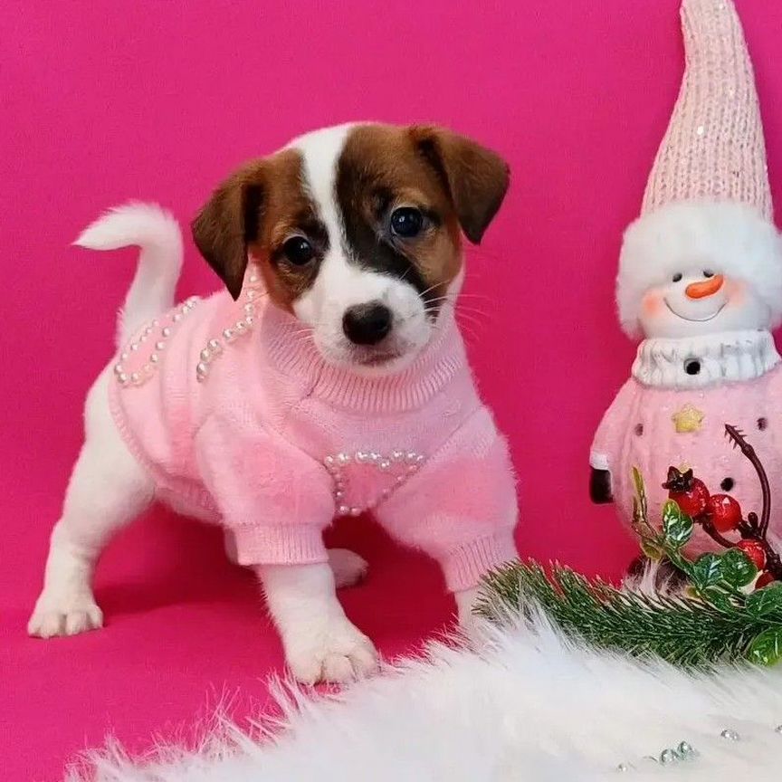 Джек-рассел-терьер, щенок