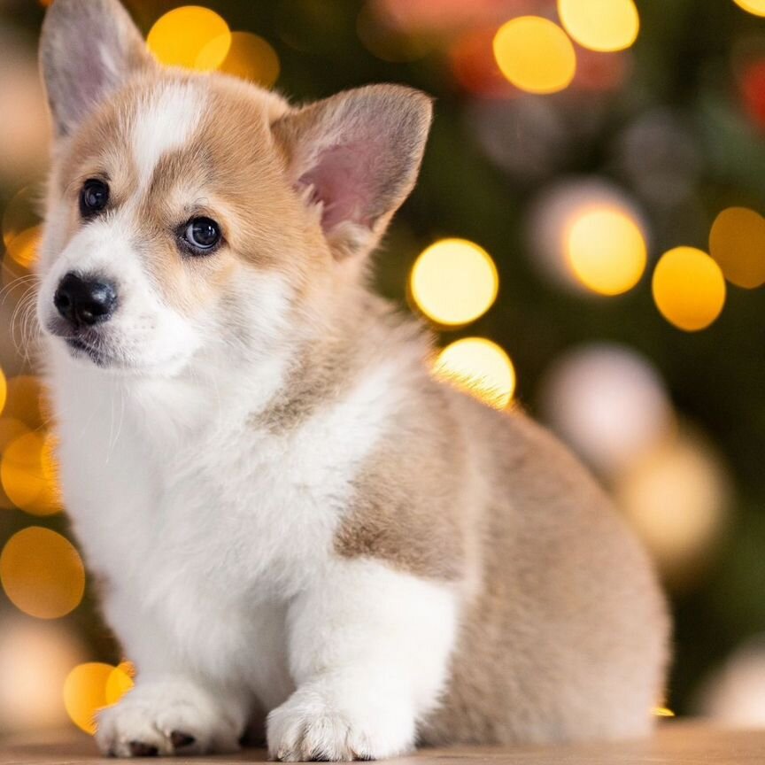 Вельш-корги пемброк мальчик