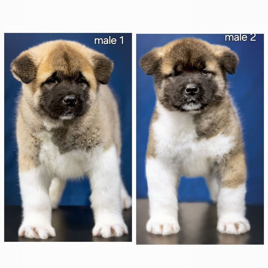 Щенки американской акиты