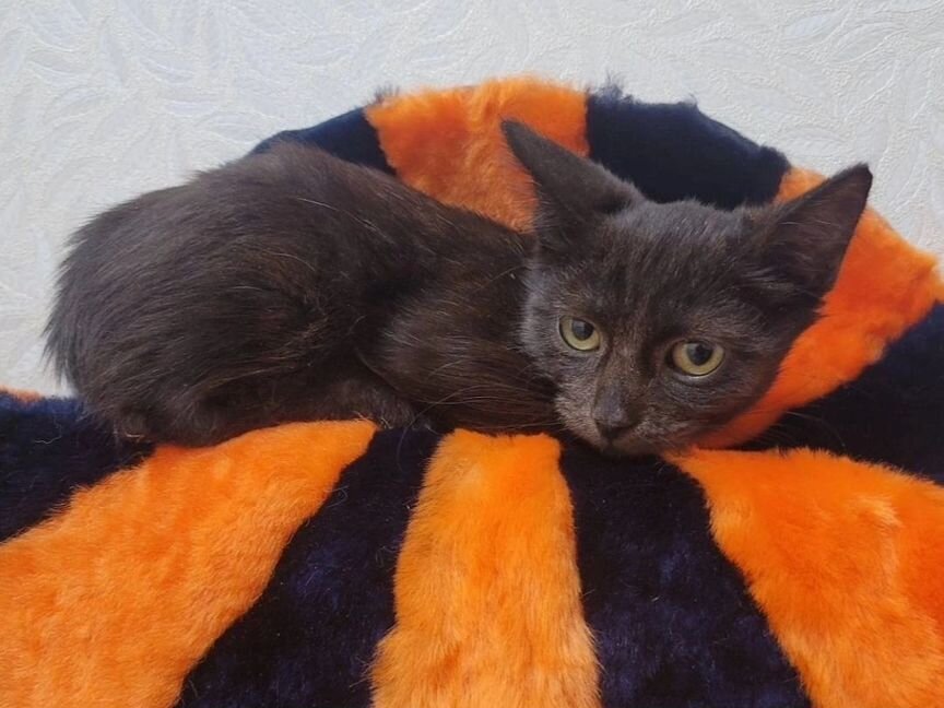 Малыш Черныш