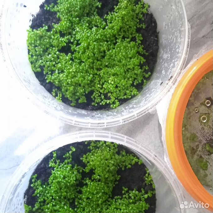 Продам 3 контейнера с Хемиантус куба