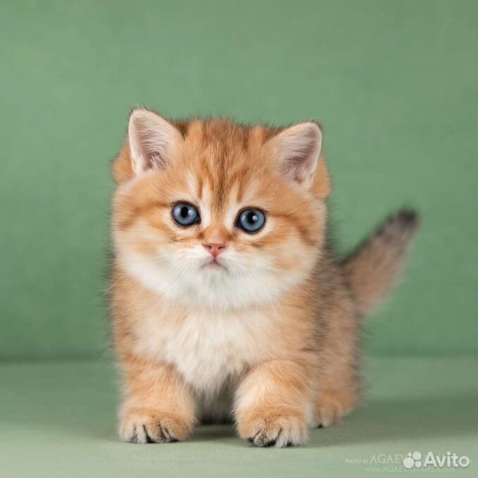 Британская девочка золотой вискас