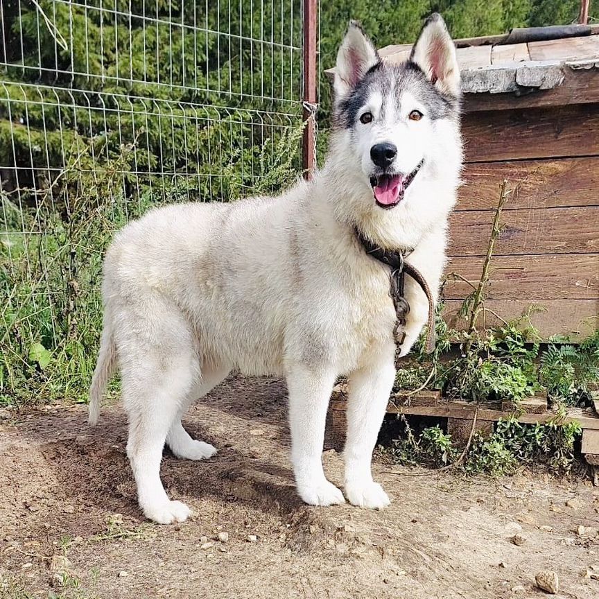 Девочка ищет дом