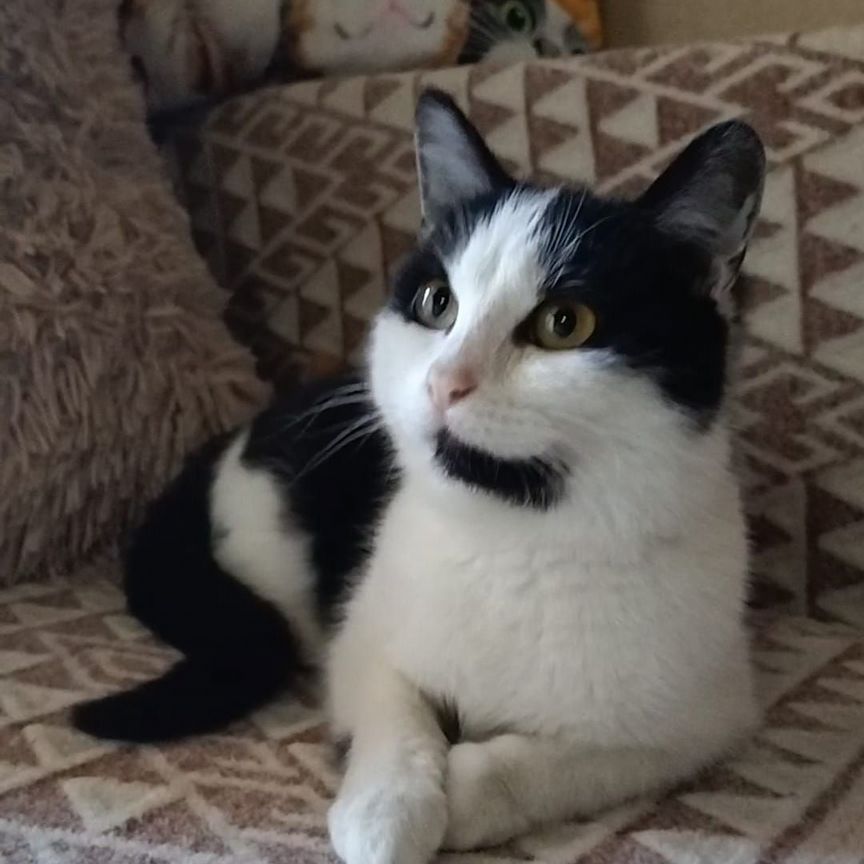 Ласковая кошечка в добрые руки