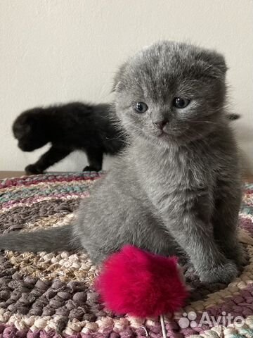 Шотландская вислоухая кошка