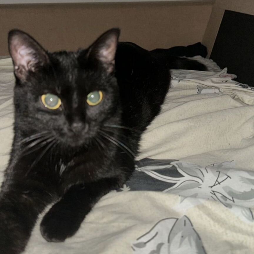 Кошечка Ночка