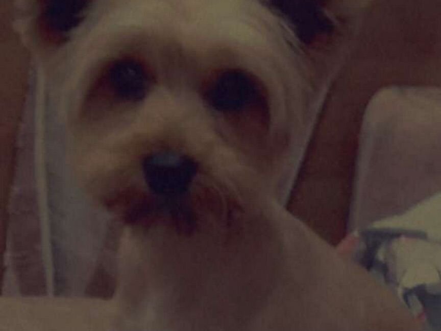 Йоркширский терьер вязка